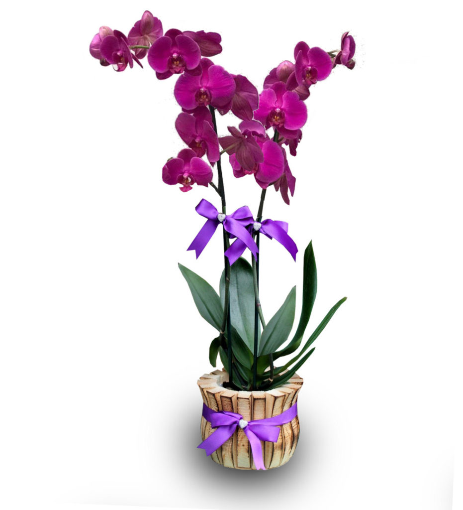 MOR Orkide Butik Saksida - Happy Peyzaj